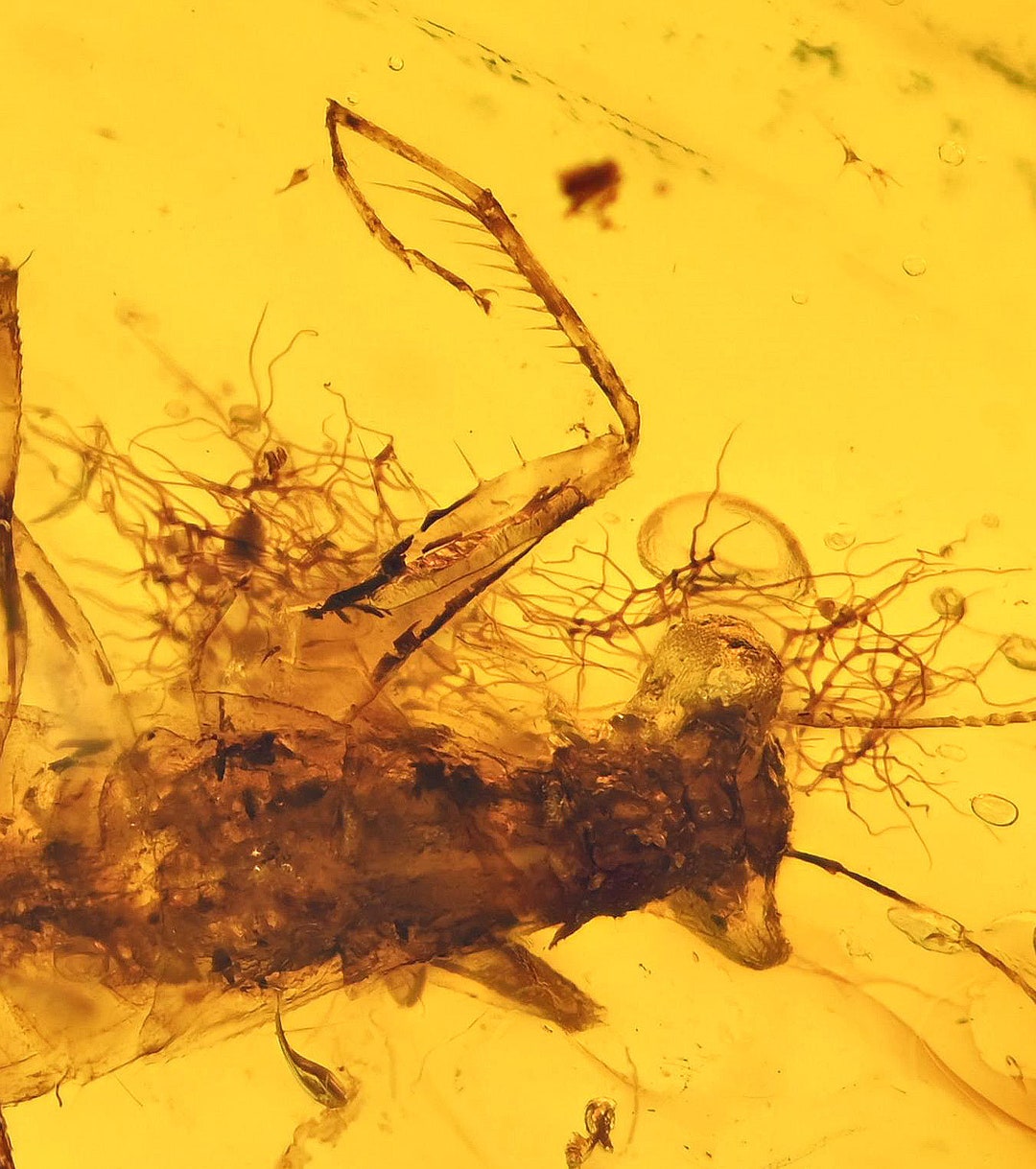 Rare Juvenile Mantodea praying Mantis, Fossil Inclusion in Burmese ...