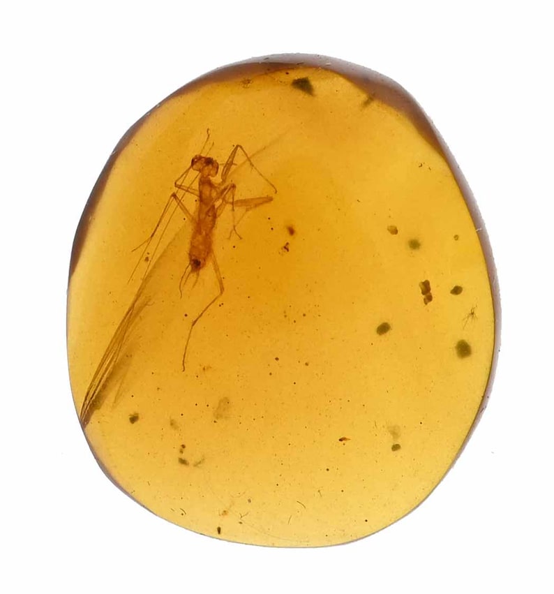 Rare Juvenile Mantodea (praying Mantis), Fossil Inclusion in Burmese ...