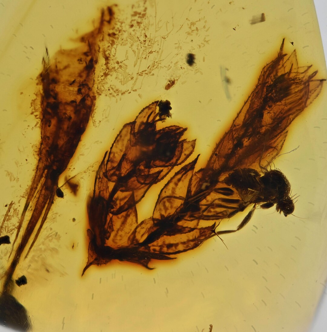 Botanical Compound Leaf, Fossil Insect Inclusions in Burmese Amber - Etsy