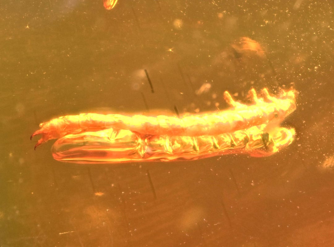 Beetle Larva With Gas Bubble, Fossil Inclusion in Chiapas (mexican ...
