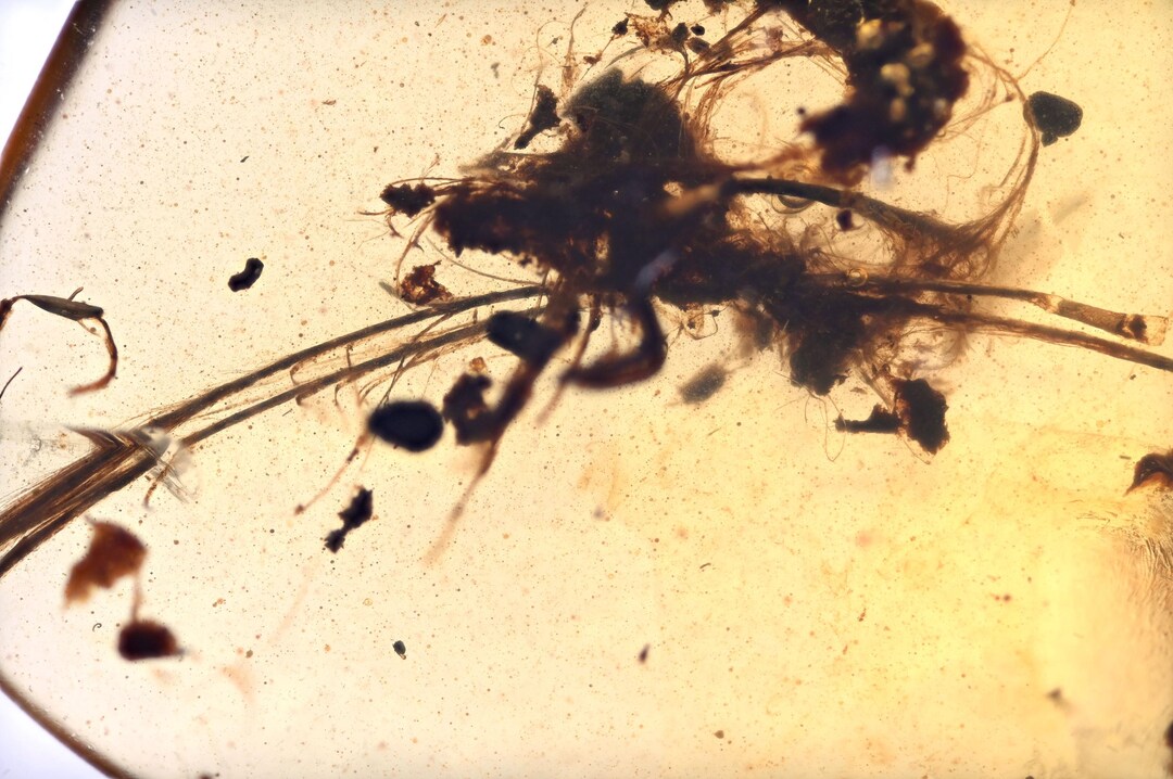 Rare Aves Bird Feather, Fossil Insect Inclusion in Burmese Amber - Etsy