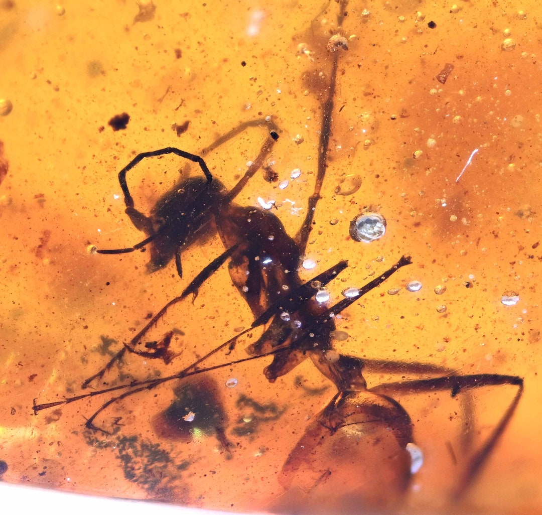 Extinct Sphecomyrma Ant, Fossil Inclusion in Burmese Amber - Etsy
