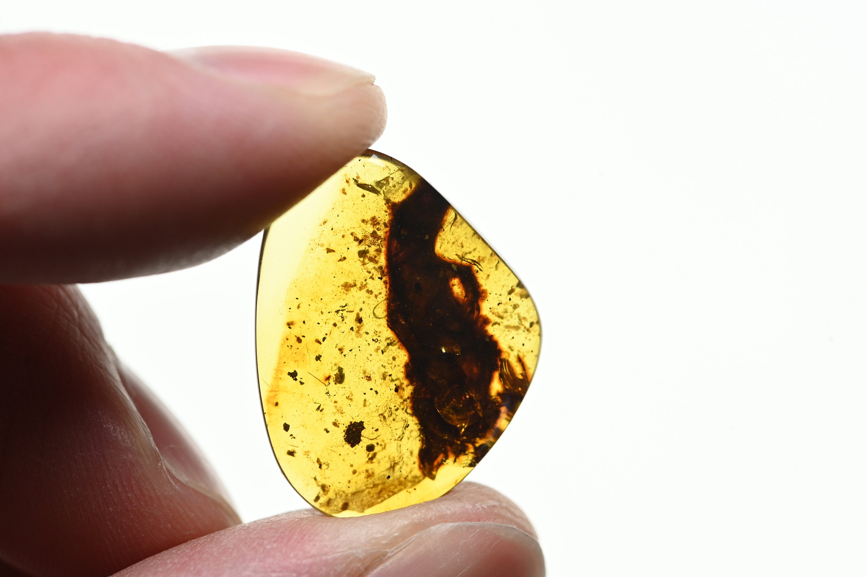 Rare Mostly Complete Lizard, Fossil Inclusion in Burmese Amber - Etsy