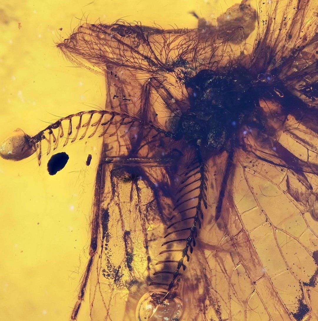 Rare Large Dilaridae (lacewing), Fossil Inclusion in Burmese Amber - Etsy