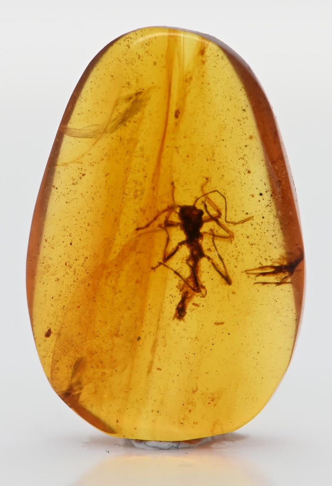 Scarce Phasmatodea (walking Stick), Fossil Inclusion in Burmese Amber ...