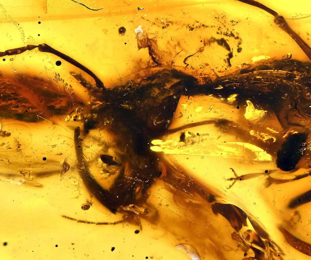 RARE Haidomyrmex (hell Ant), Fossil Inclusion in Burmese Amber - Etsy