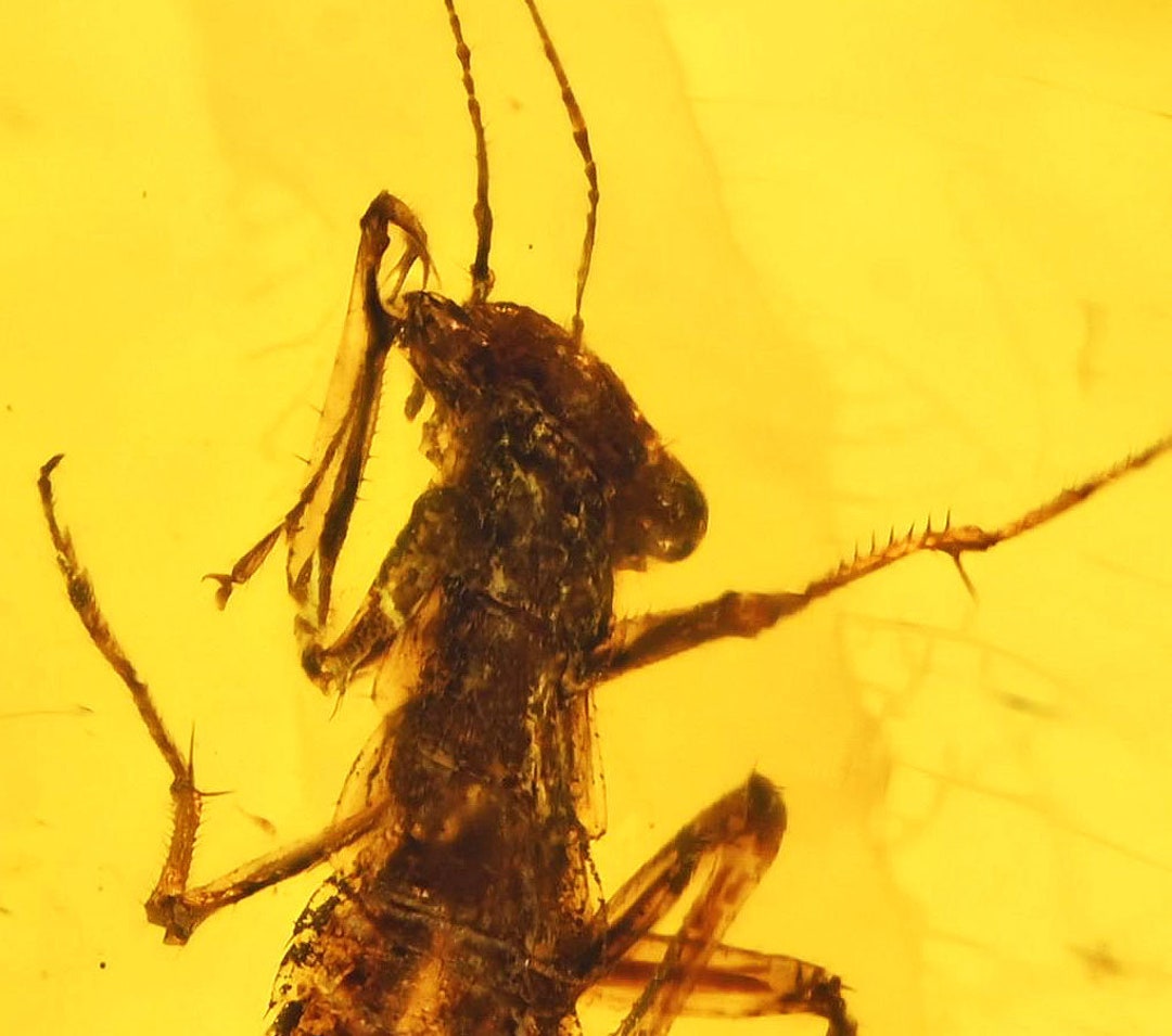 Rare Juvenile Mantodea praying Mantis Fossil Inclusion in - Etsy