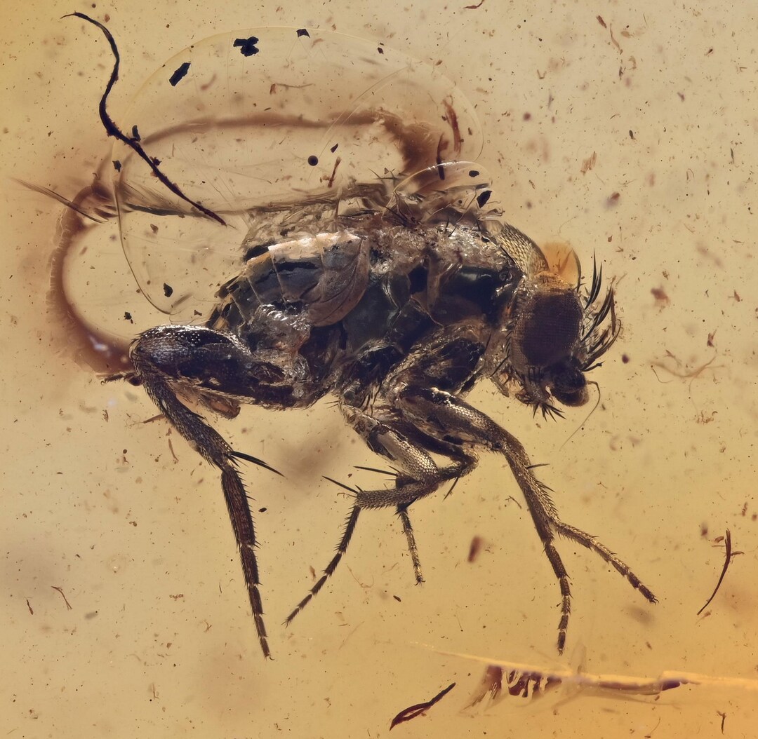 AMAZING Detail Phoridae scuttle Fly, Fossil Inclusion in Baltic Amber ...