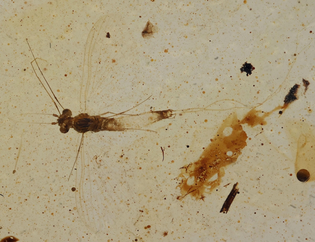 Ephemeroptera (mayfly), Fossil Insect Inclusion in Burmese Amber - Etsy