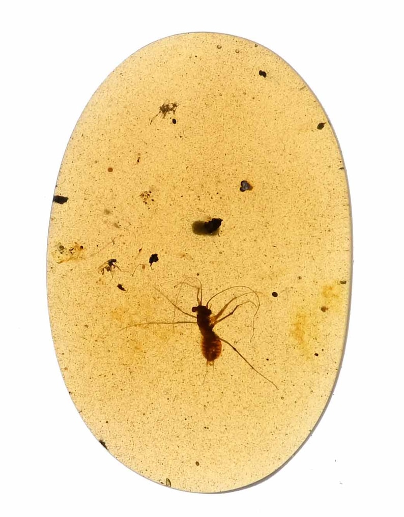 Rare Juvenile Mantodea (praying Mantis), Fossil Inclusion in Burmese ...