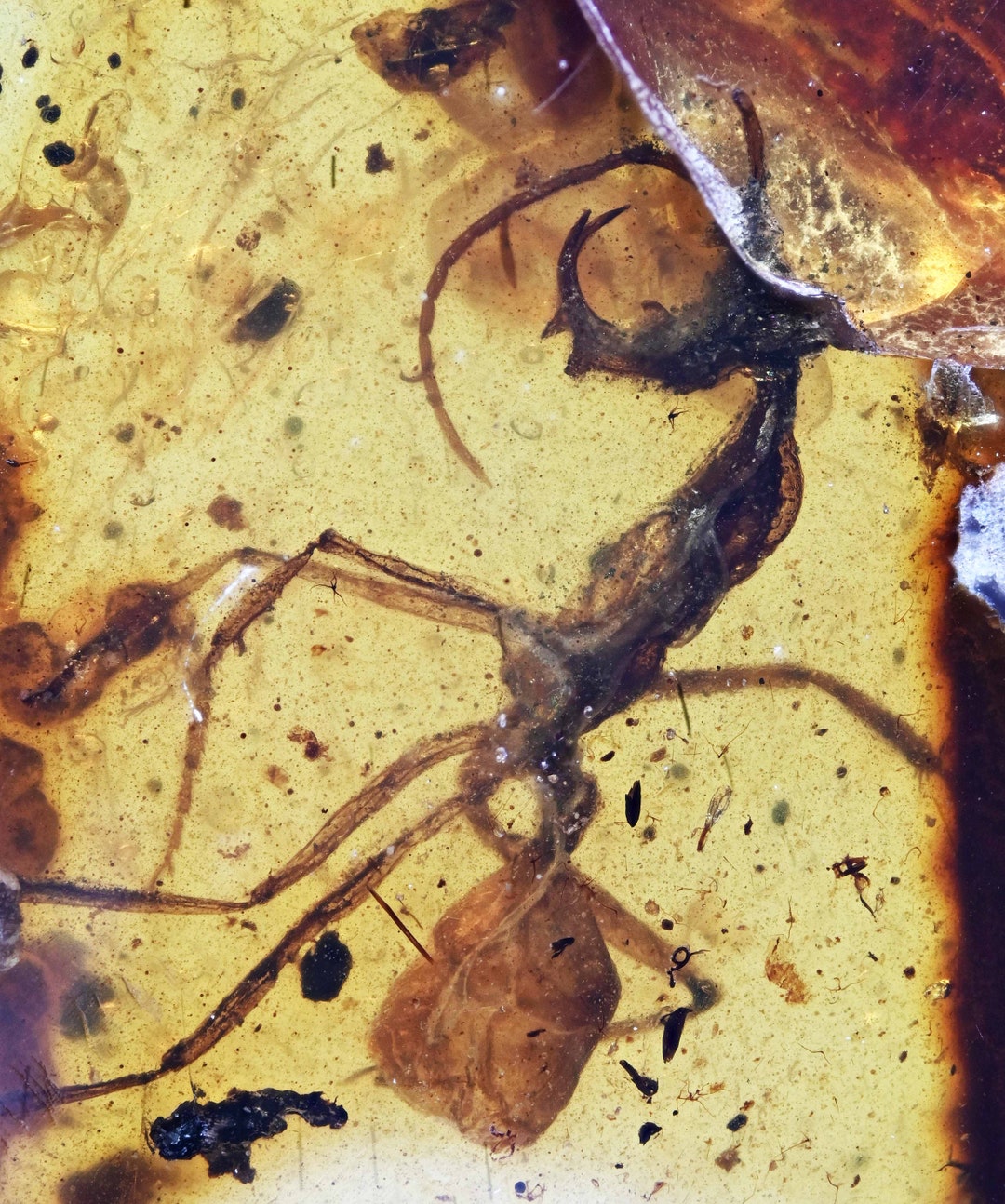 RARE Haidomyrmex hell Ant Fossil Inclusion in Burmese Amber - Etsy