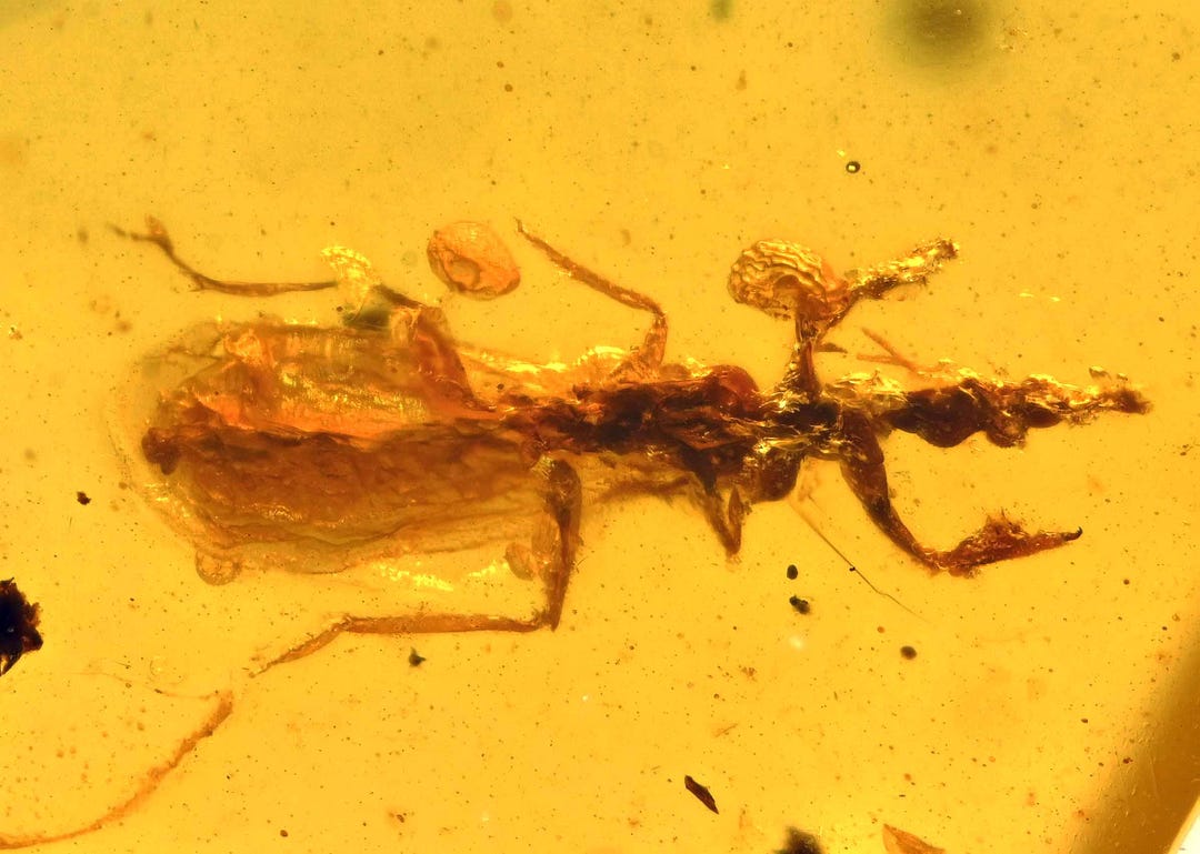 Detailed Enicocephalidae (gnat Bug), Fossil Inclusion in Burmese Amber ...