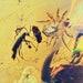 Detailed Rare Ommatidae beetle, Fossil Inclusion in Burmese Amber - Etsy