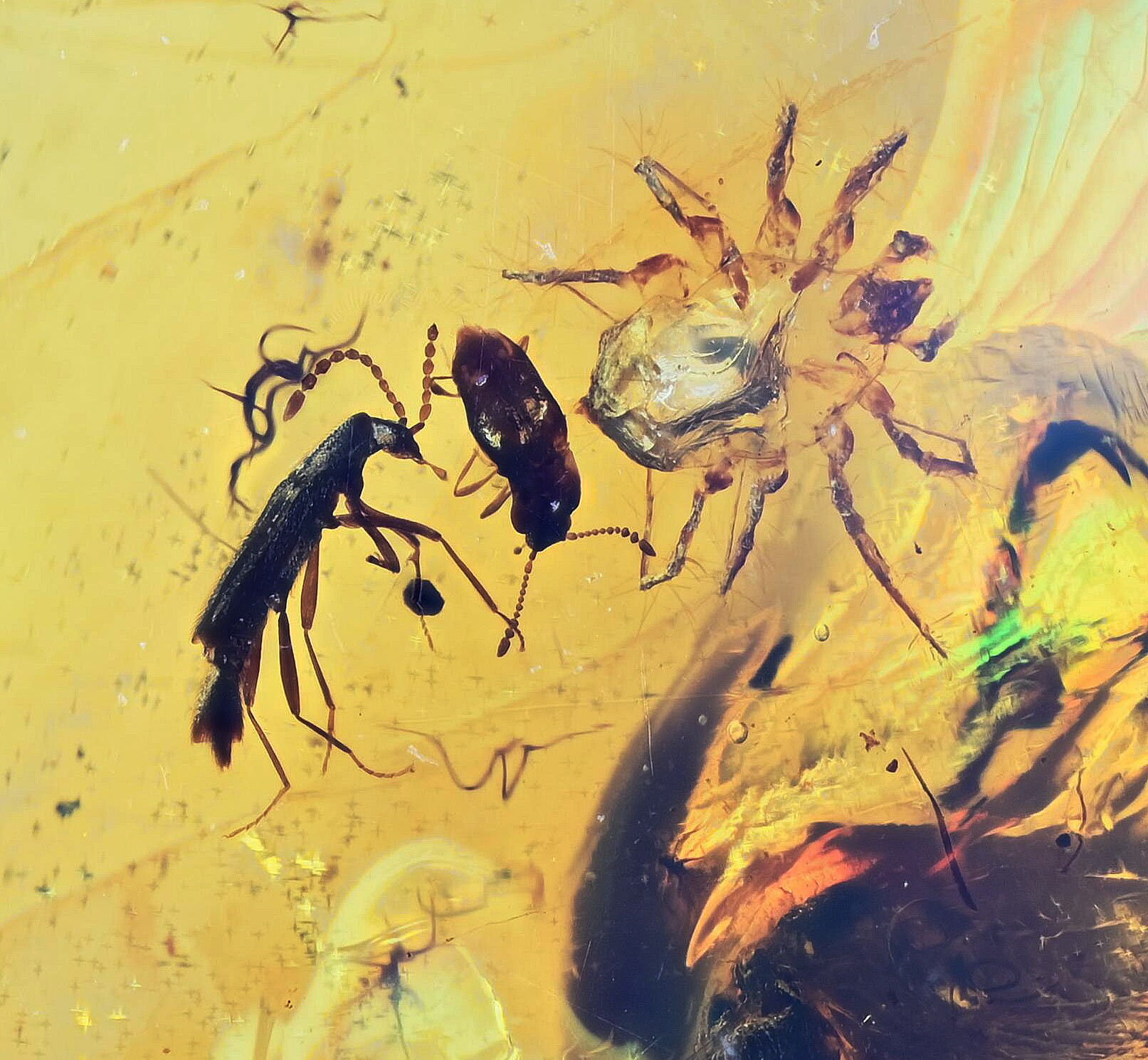 Detailed Rare Ommatidae beetle, Fossil Inclusion in Burmese Amber - Etsy