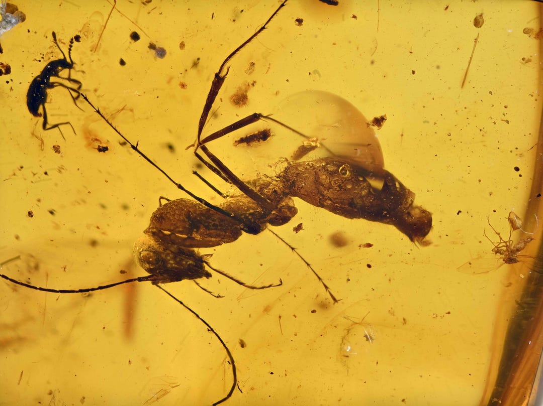 Extinct Sphecomyrma Ant, Fossil Inclusion in Burmese Amber - Etsy