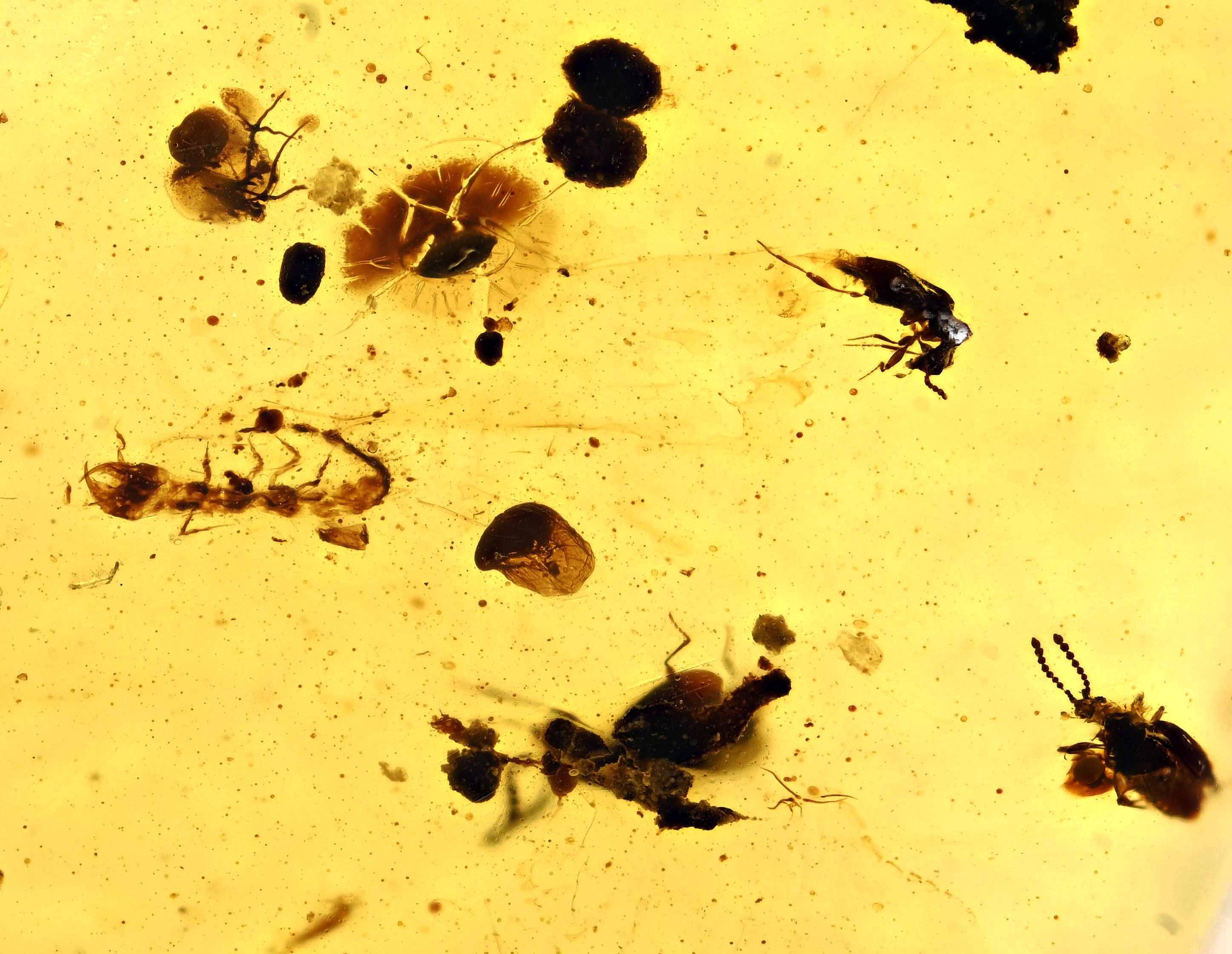 Rare Neuroptera lacewing Larva and More Fossil Inclusion in - Etsy