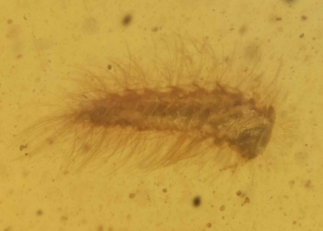 Detailed Dermestid Beetle Larva, Fossil Insect Inclusion in Burmese ...