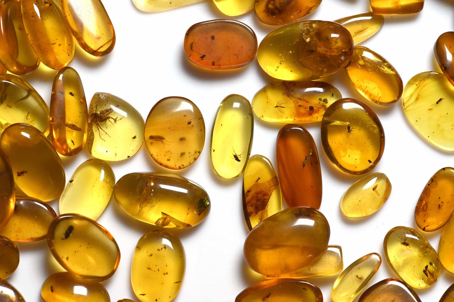 GENUINE Fossil Insect Inclusion in Burmese Amber Kit Includes Magnifier ...