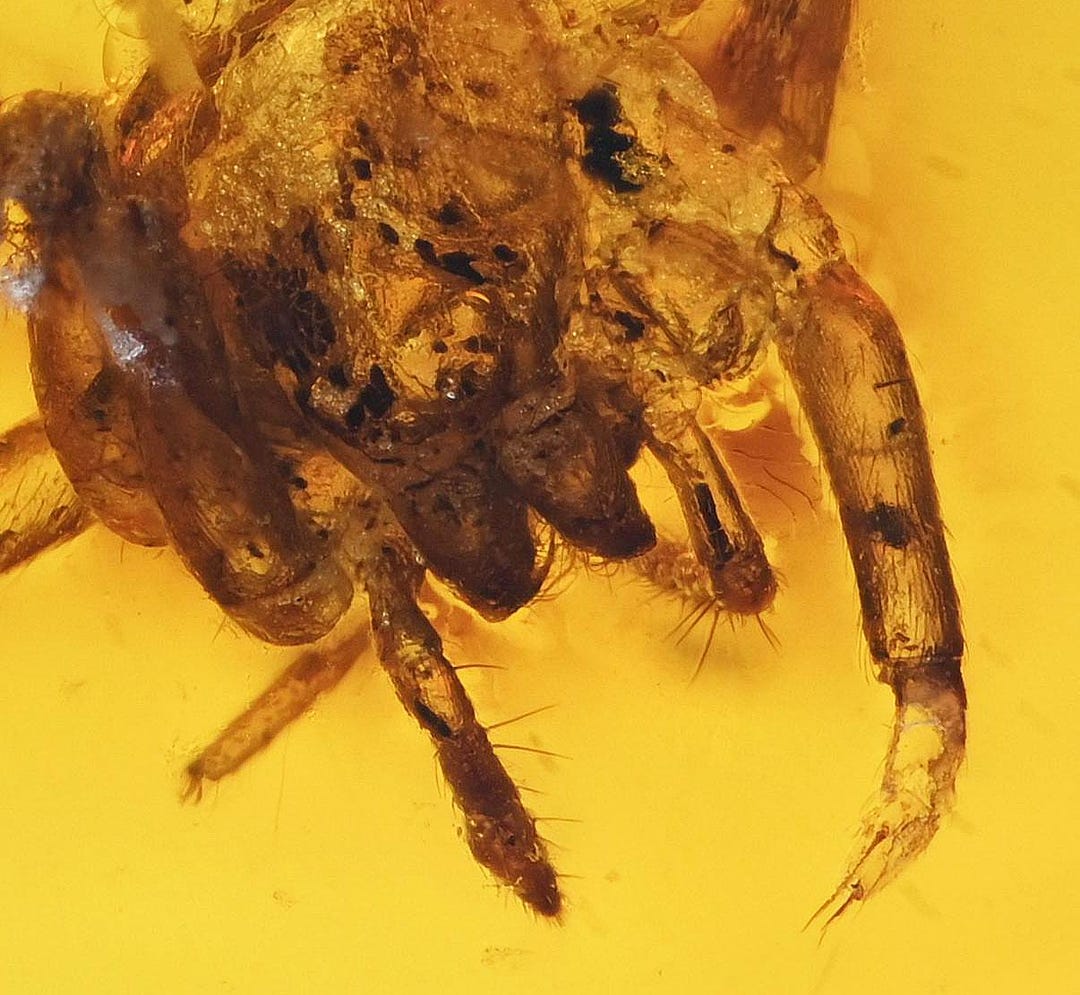 Detailed Araneae: Araneida (spider), Fossil Inclusion in Baltic Amber ...