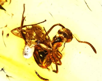 Super Detailed Aculeata, Formicidae (ant), Fossil Inclusion in Baltic ...