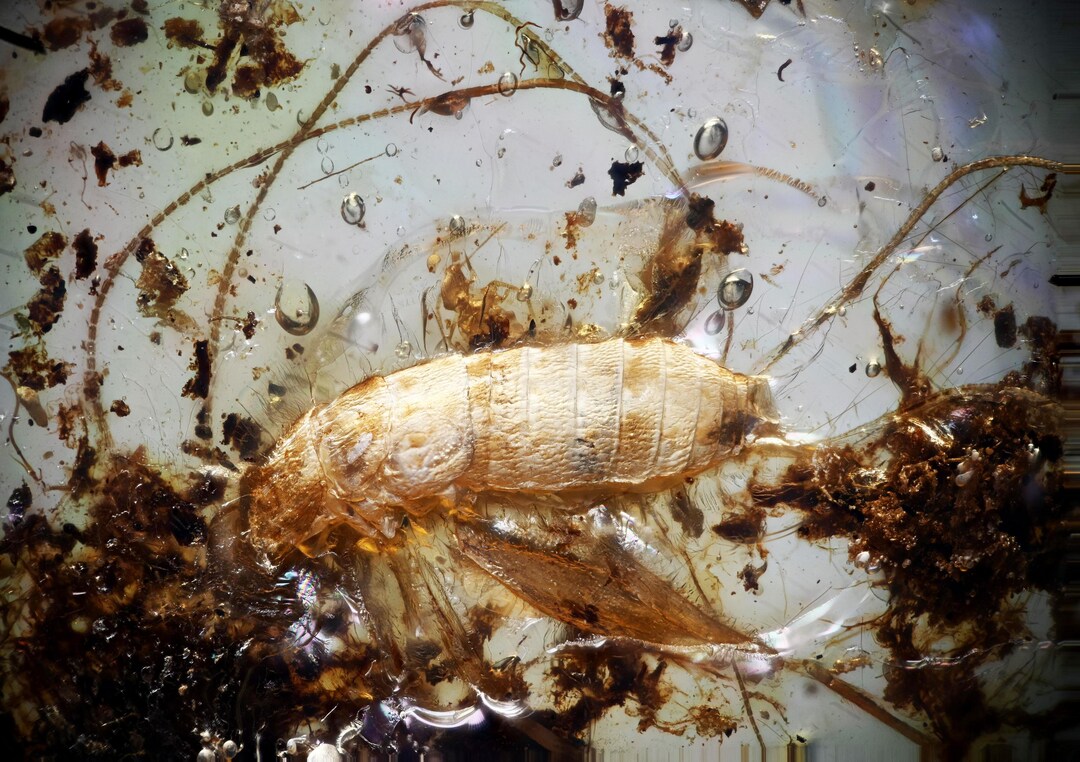 Super Detailed Blattodea (cockroach) in Baltic Amber - Etsy