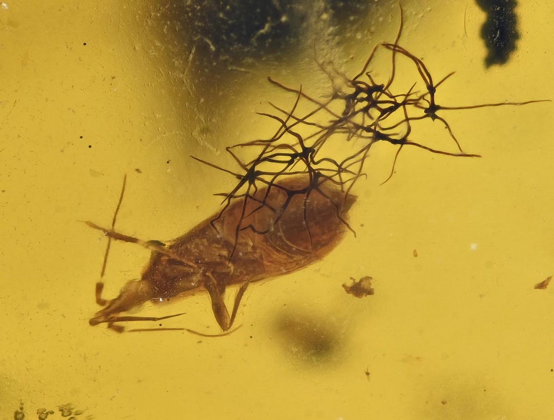 Detailed Tingidae (lace Bug), Fossil Insect Inclusion in Burmese Amber ...