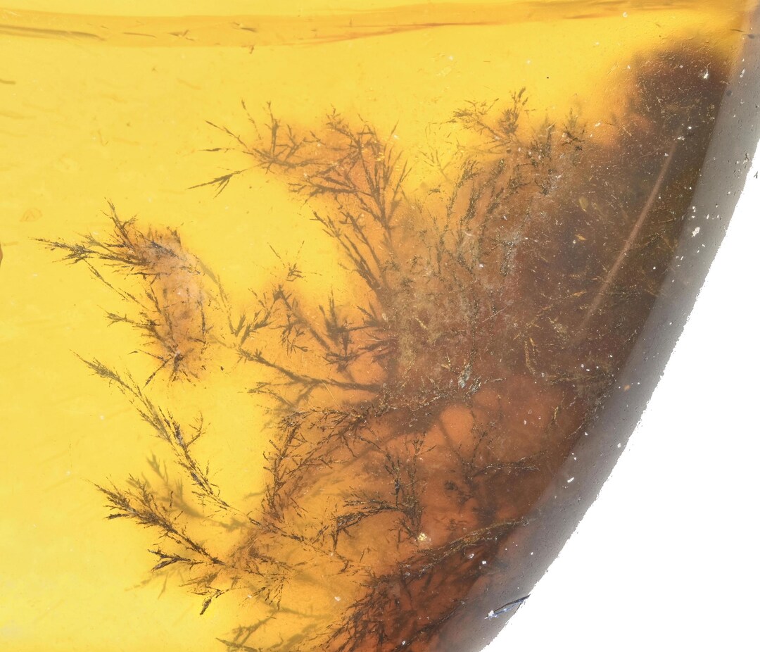 Unusual Botanical Moss Inclusion, Fossil Insect Inclusion in Burmese ...