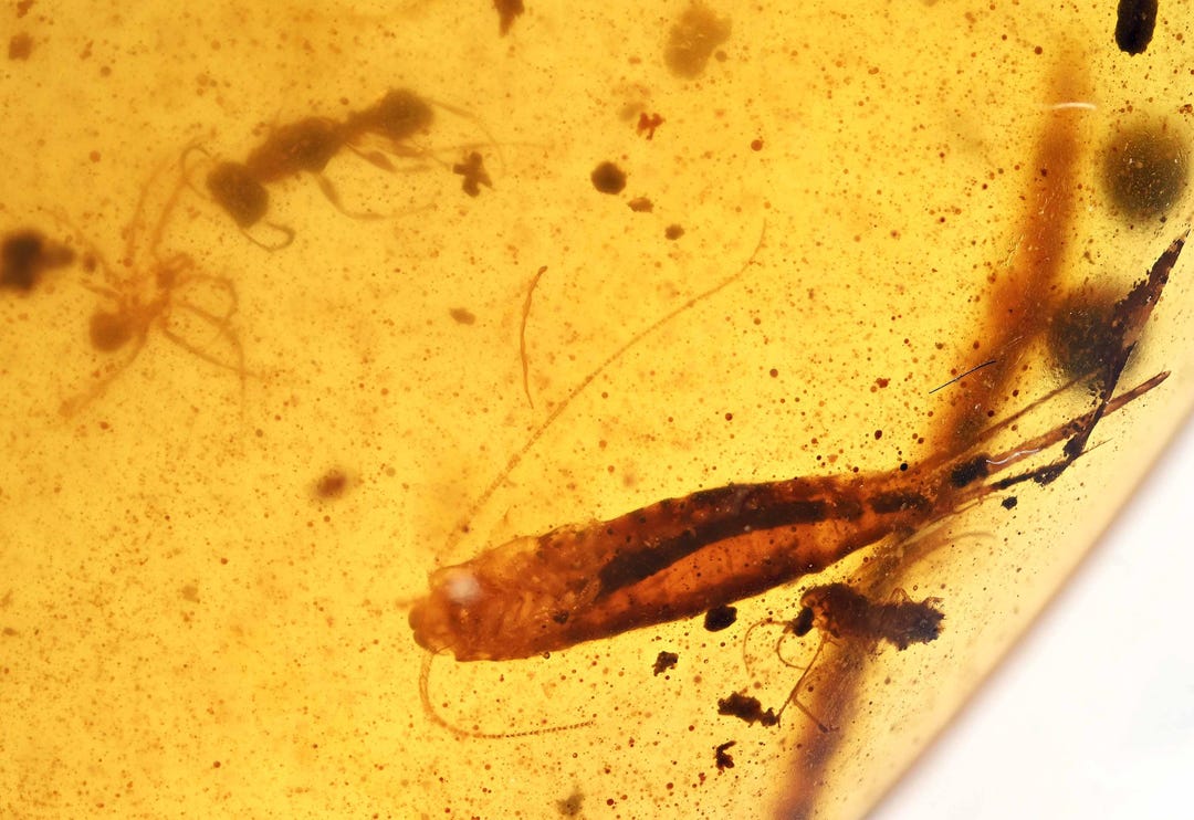 Bristletail, Wasp, Spider, and Midge, Fossil Inclusion in Burmese Amber ...