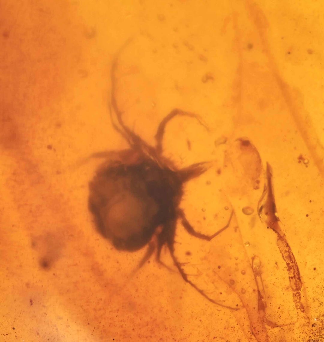 Caeculidae (rake-legged Mite), Fossil Inclusion in Burmese Amber - Etsy