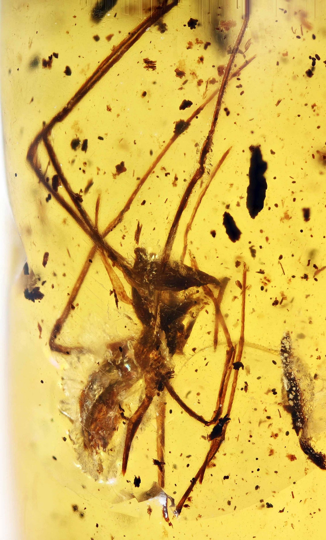 Rare Archaeidae assassin Spider Fossil Inclusion in Burmese - Etsy