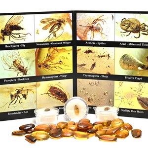 GENUINE Fossil Insect Inclusion in Burmese Amber Kit Includes Magnifier ...