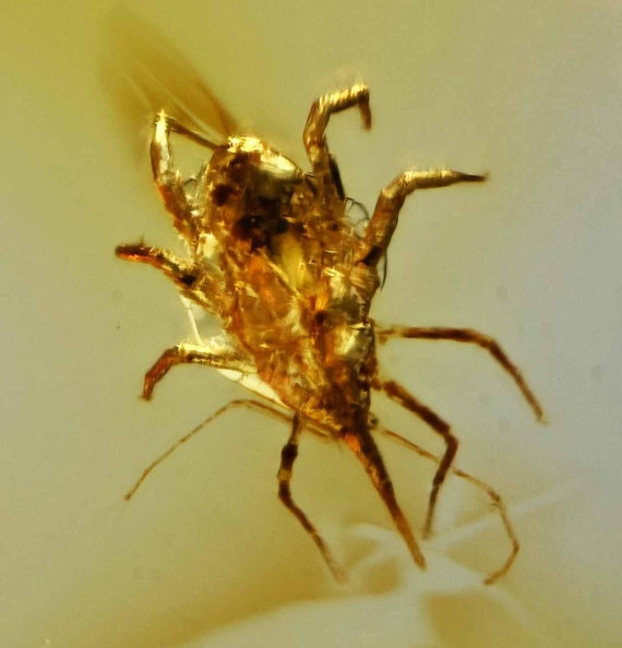 Acari Bdellidae mite Fossil Inclusion in Baltic Amber - Etsy