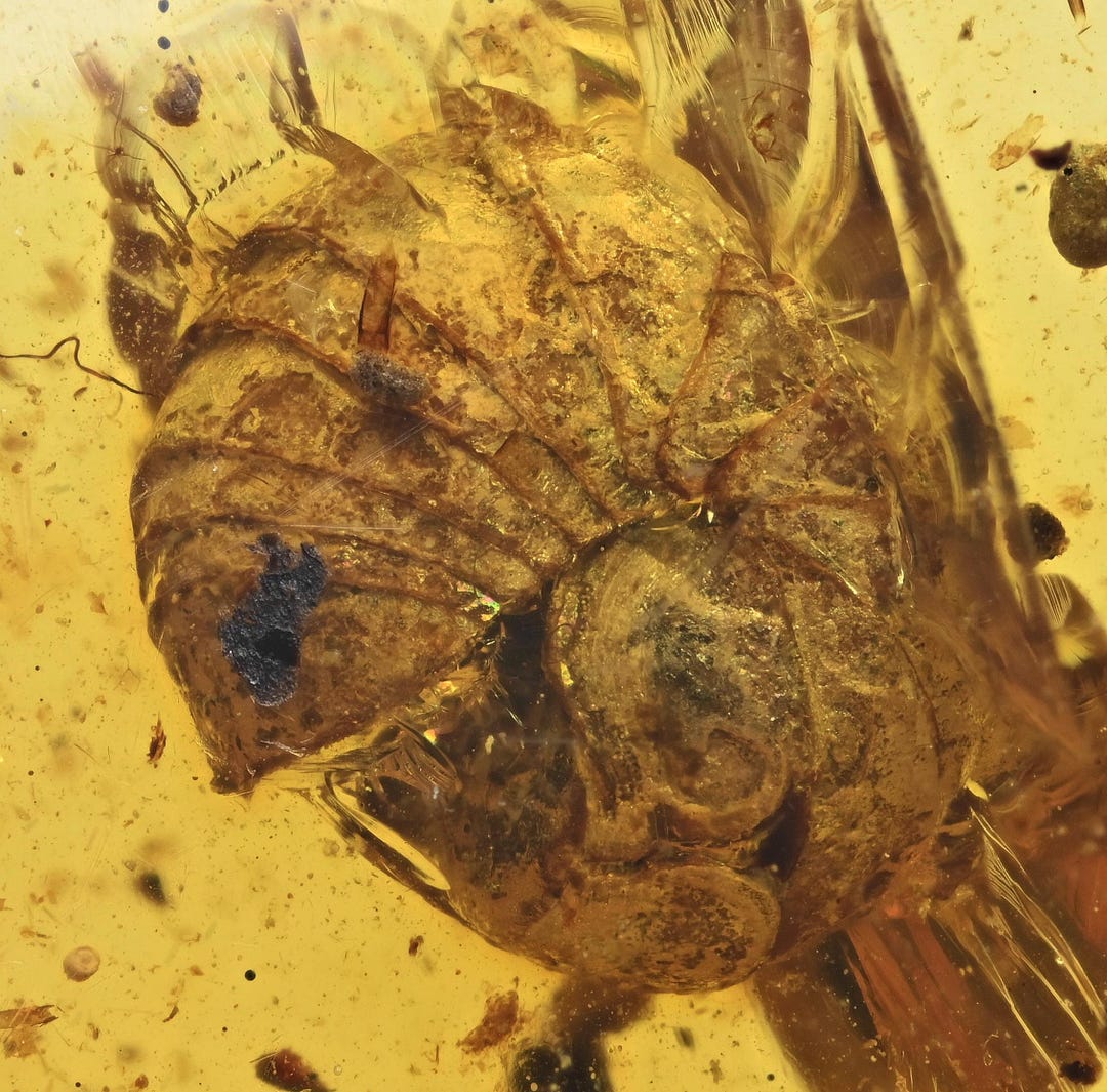 Curled Terrestrial Crustacean (isopod), Fossil Inclusion in Burmese ...