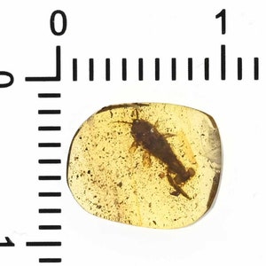 Rare Mantodea praying Mantis, Fossil Inclusion in Burmese Amber - Etsy