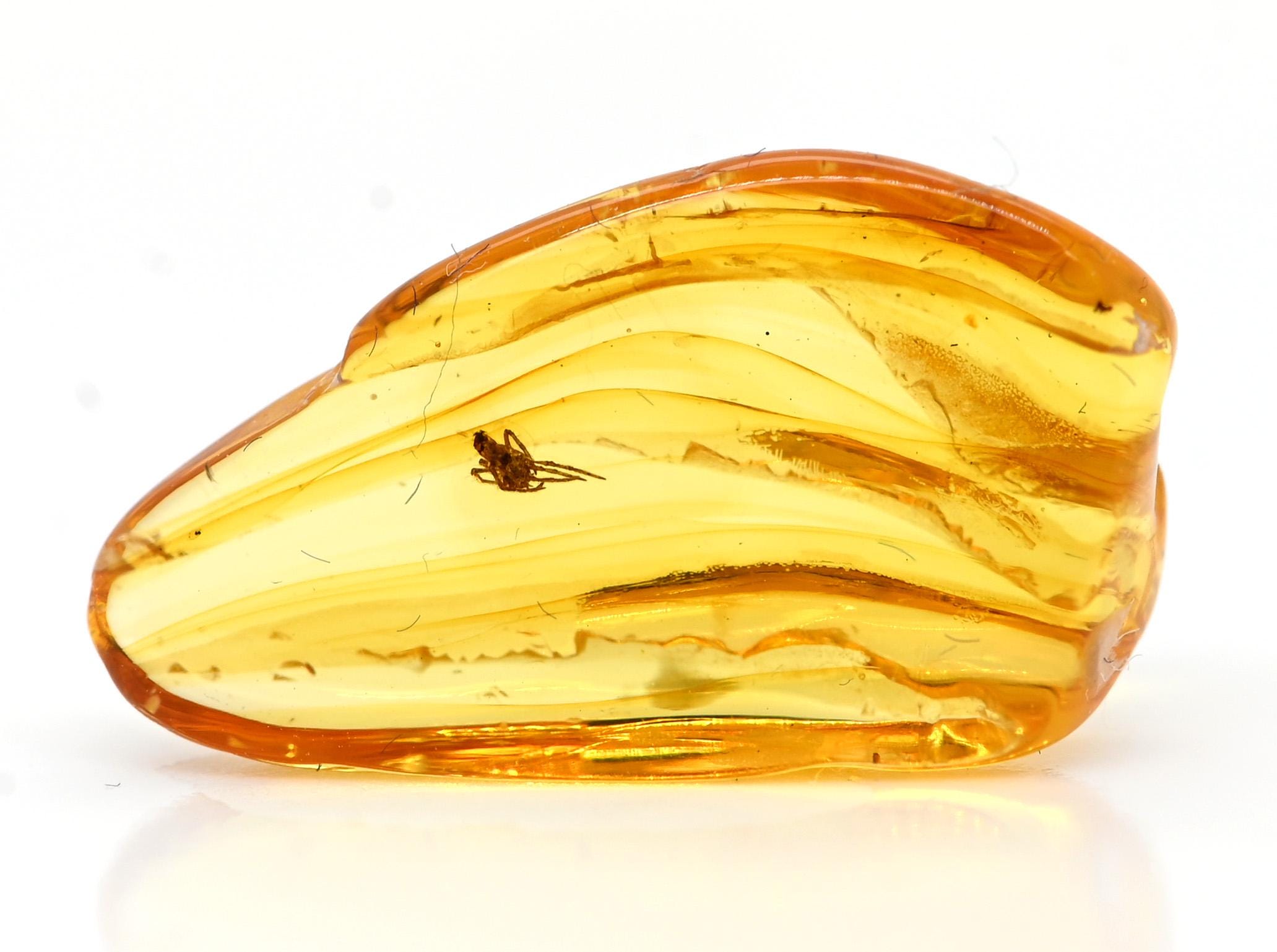 Detailed Araneae: Araneida (spider), Fossil Inclusion in Baltic Amber ...
