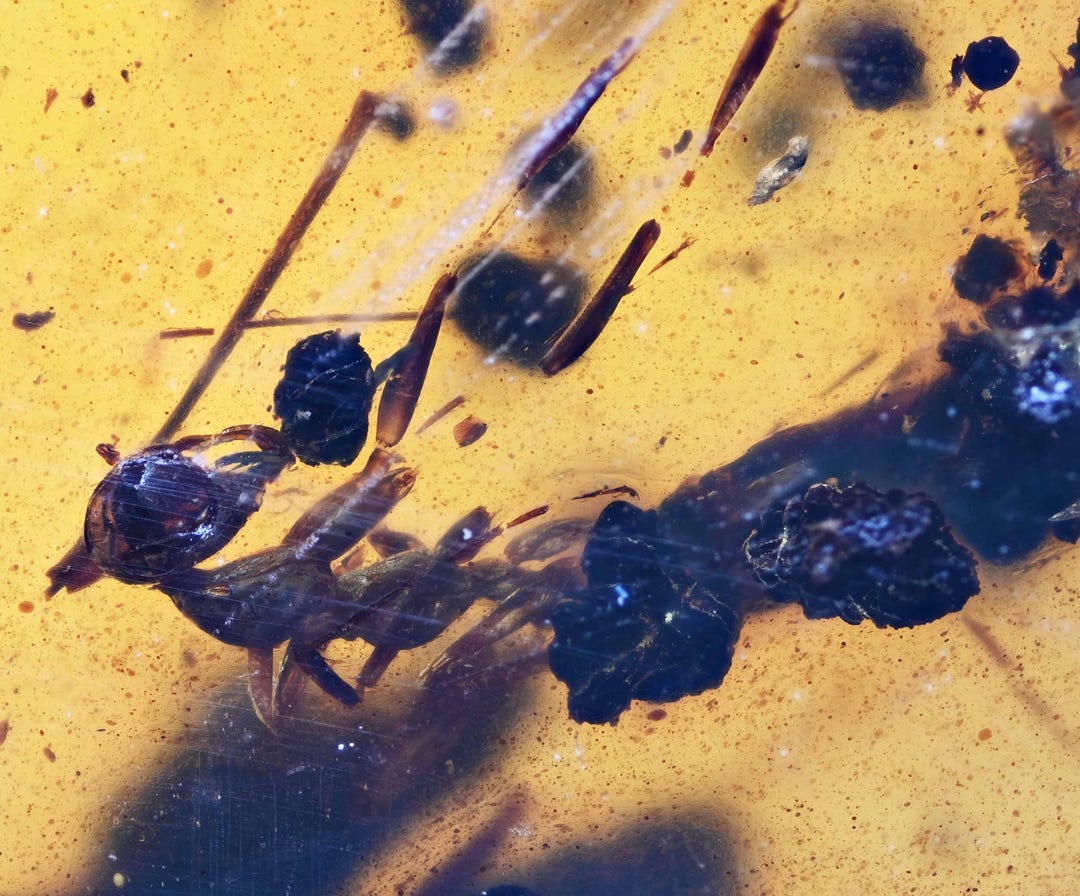 RARE Haidomyrmex (hell Ant), Fossil Inclusion in Burmese Amber - Etsy