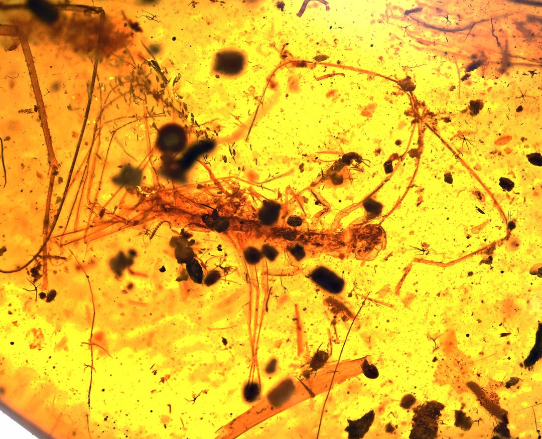 Rare Scutigeridae (house Centipede), Fossil Inclusion in Burmese Amber ...