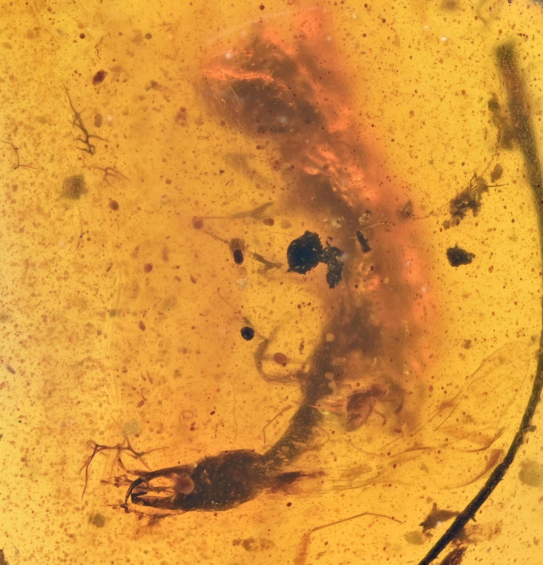 Rare Raphidioptera Larva (snakefly), Fossil Insect Inclusion in Burmese ...