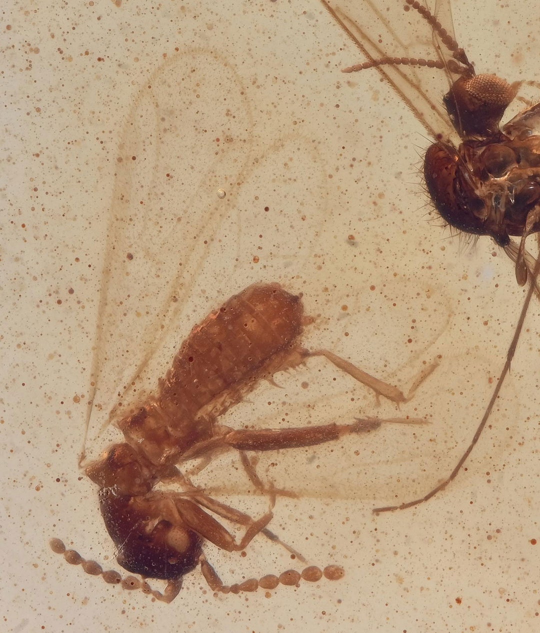 RARE Zoraptera angel Insect, Fossil Insect Inclusion in Burmese Amber ...