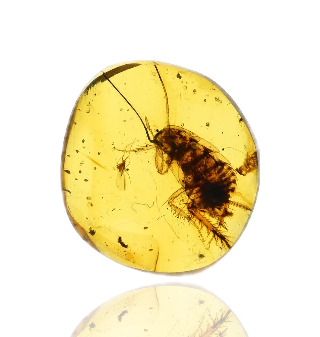 Detailed Blattodea (cockroach), Fossil Insect Inclusions in Burmese ...