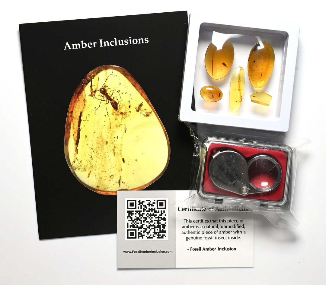 GENUINE Fossil Insect Inclusion in Burmese Amber Kit Includes Magnifier ...