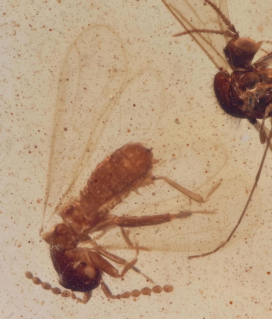 RARE Zoraptera (angel Insect), Fossil Insect Inclusion in Burmese Amber ...