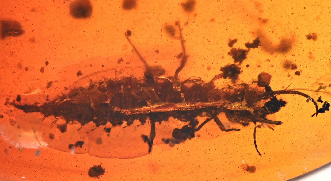 Rare Neuroptera (lacewing) Larva, Fossil Inclusion in Burmese Amber - Etsy