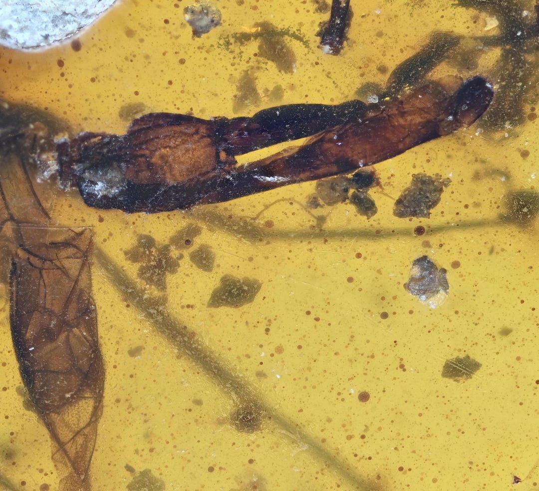 Unusual Inclusion, Fossil Insect Inclusions in Burmese Amber - Etsy