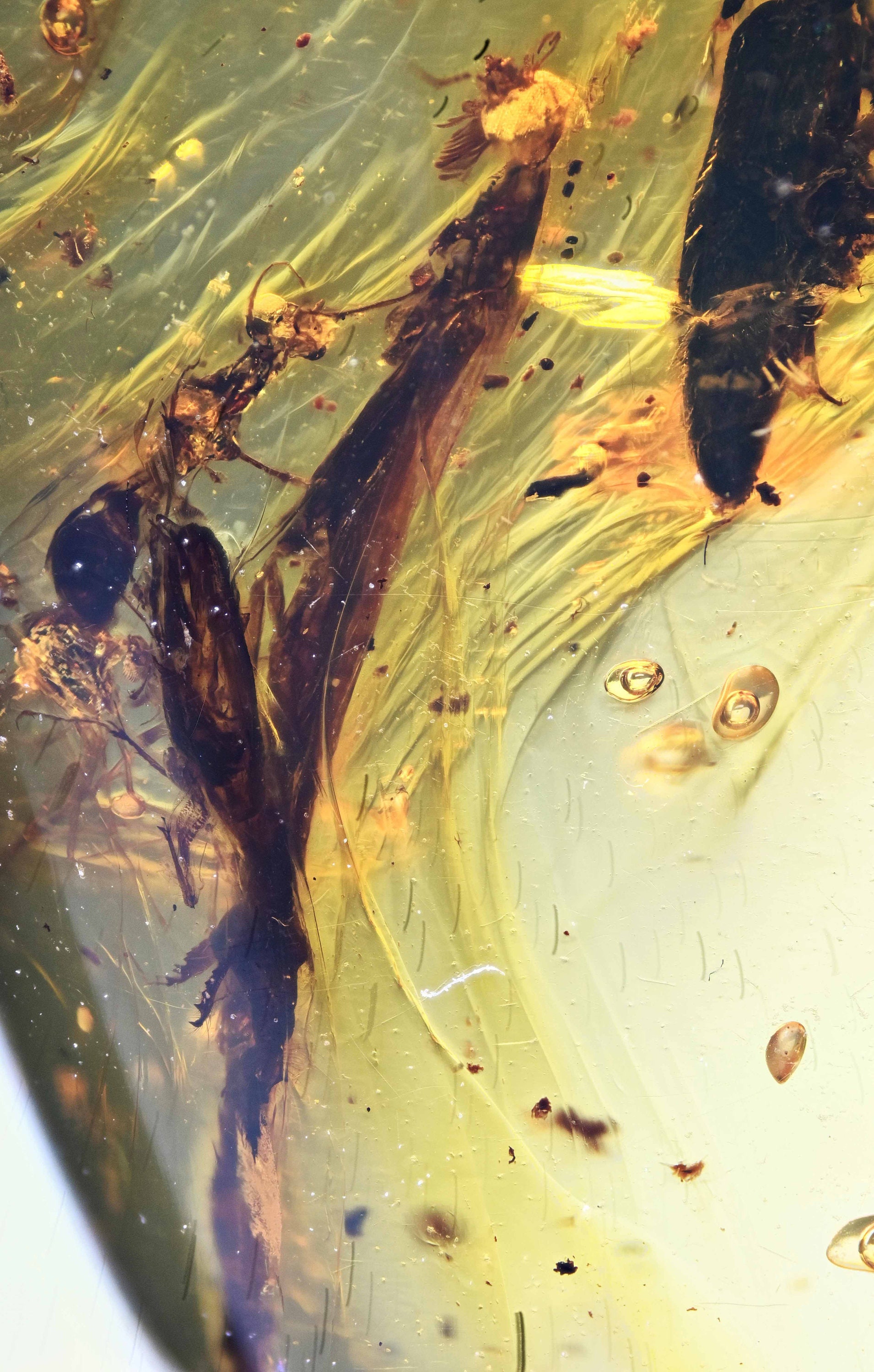 Rare Lymexylidae ship Timber Beetle Fossil Inclusion in - Etsy