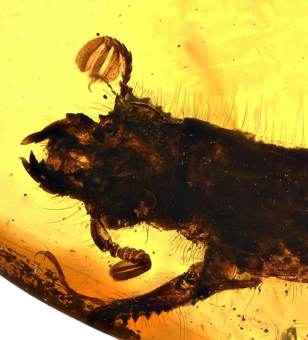 Large Passalopalpidae (scarab Beetle), Fossil Inclusion in Burmese ...