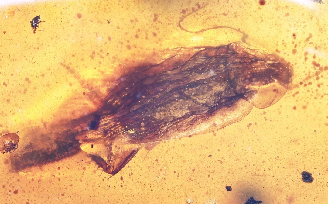 SUPER RARE Cockroach Laying Egg Sac, Fossil Inclusion in Burmese Amber ...