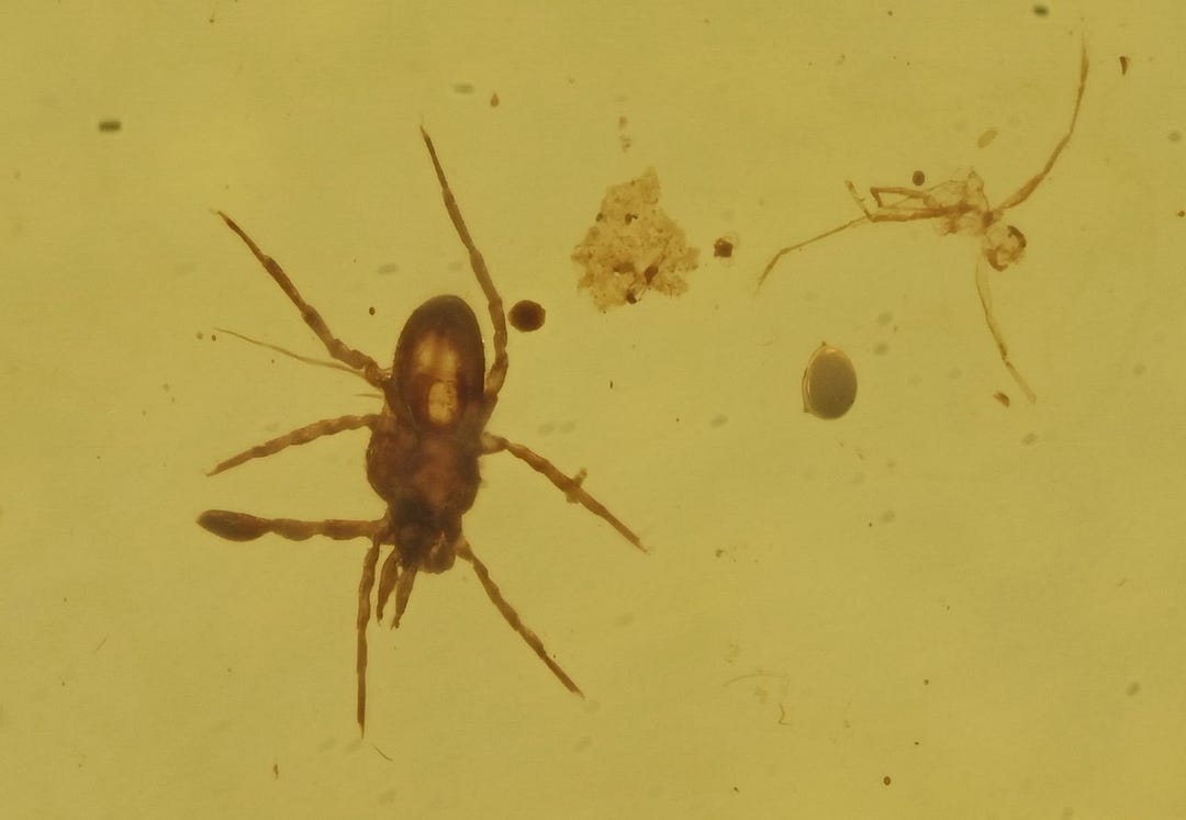 Detailed Acari (mite), Fossil Insect Inclusion in Burmese Amber - Etsy