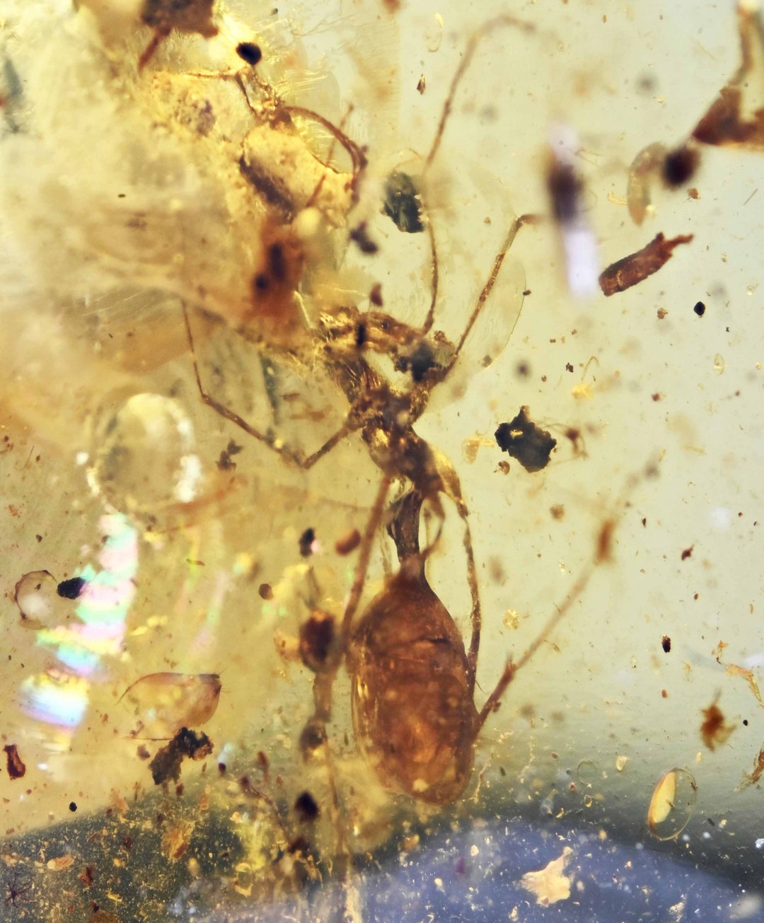 RARE Haidomyrmex hell Ant Fossil Inclusion in Burmese Amber - Etsy