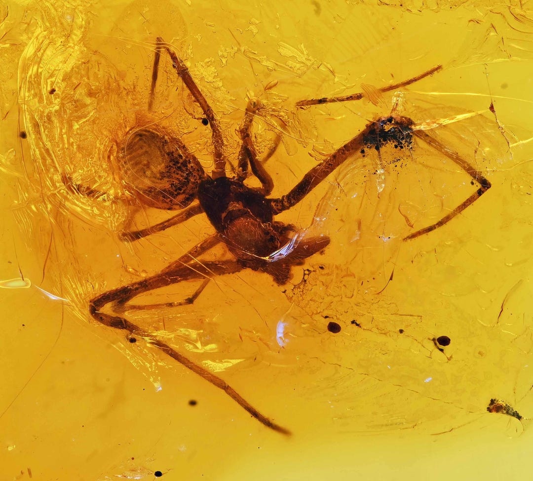 Rare Archaeidae assassin Spider, Fossil Inclusion in Baltic Amber - Etsy